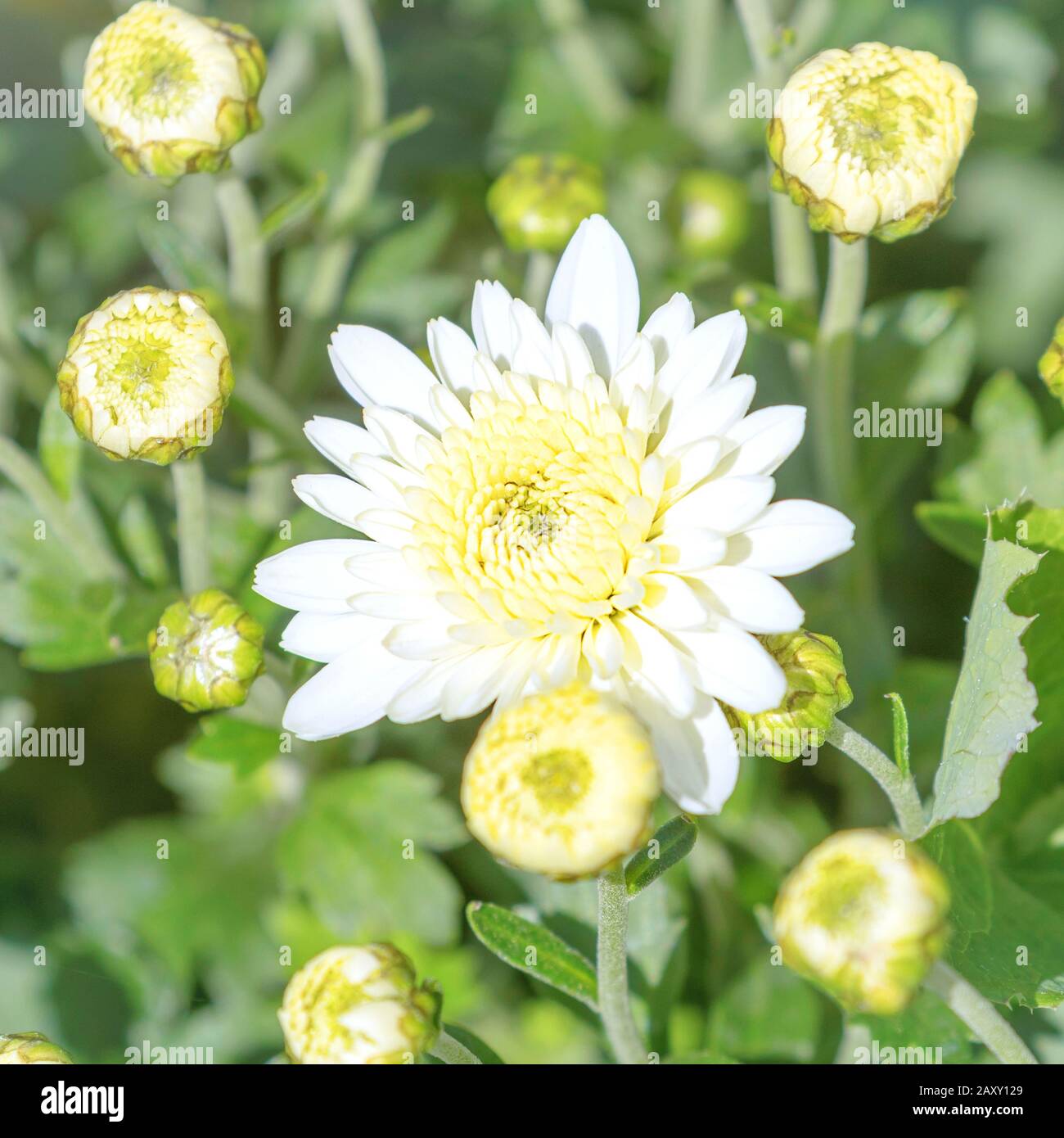 White Chrysanthemum Mum Flowers and Buds Stock Photo - Alamy