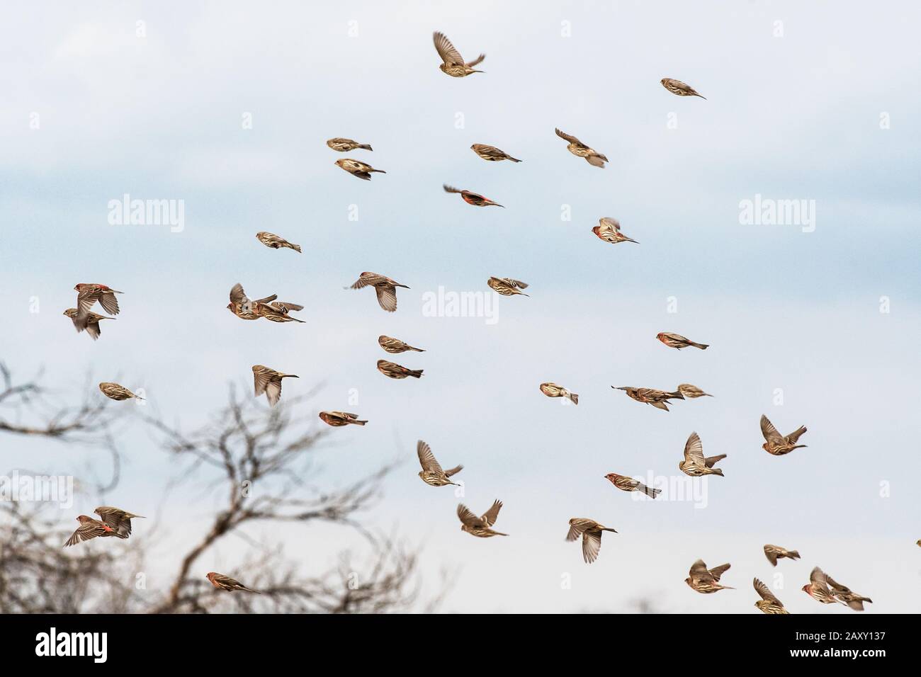 A flock of house finches in flight Stock Photo - Alamy