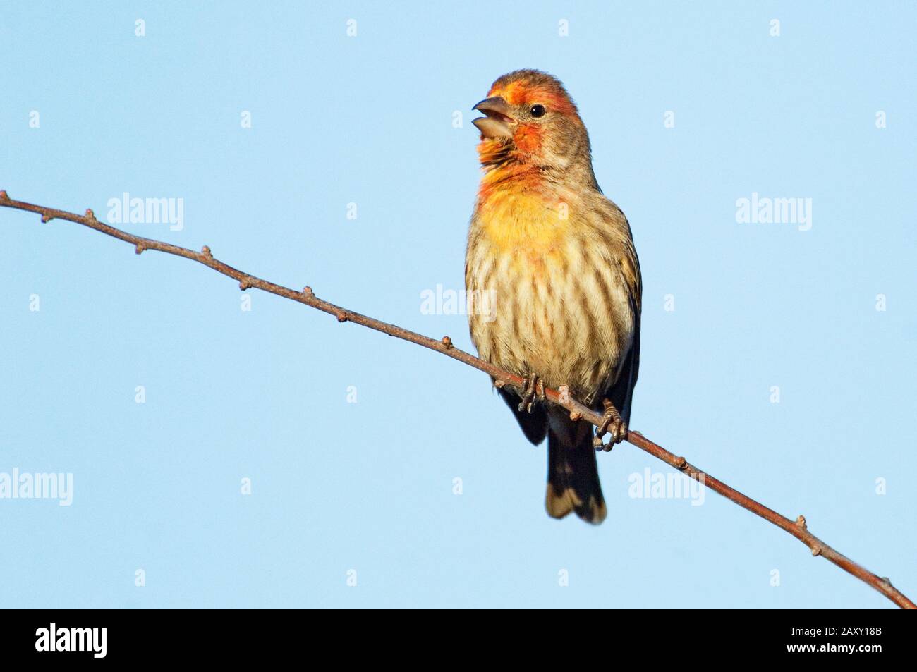 Finch singing hi-res stock photography and images - Alamy