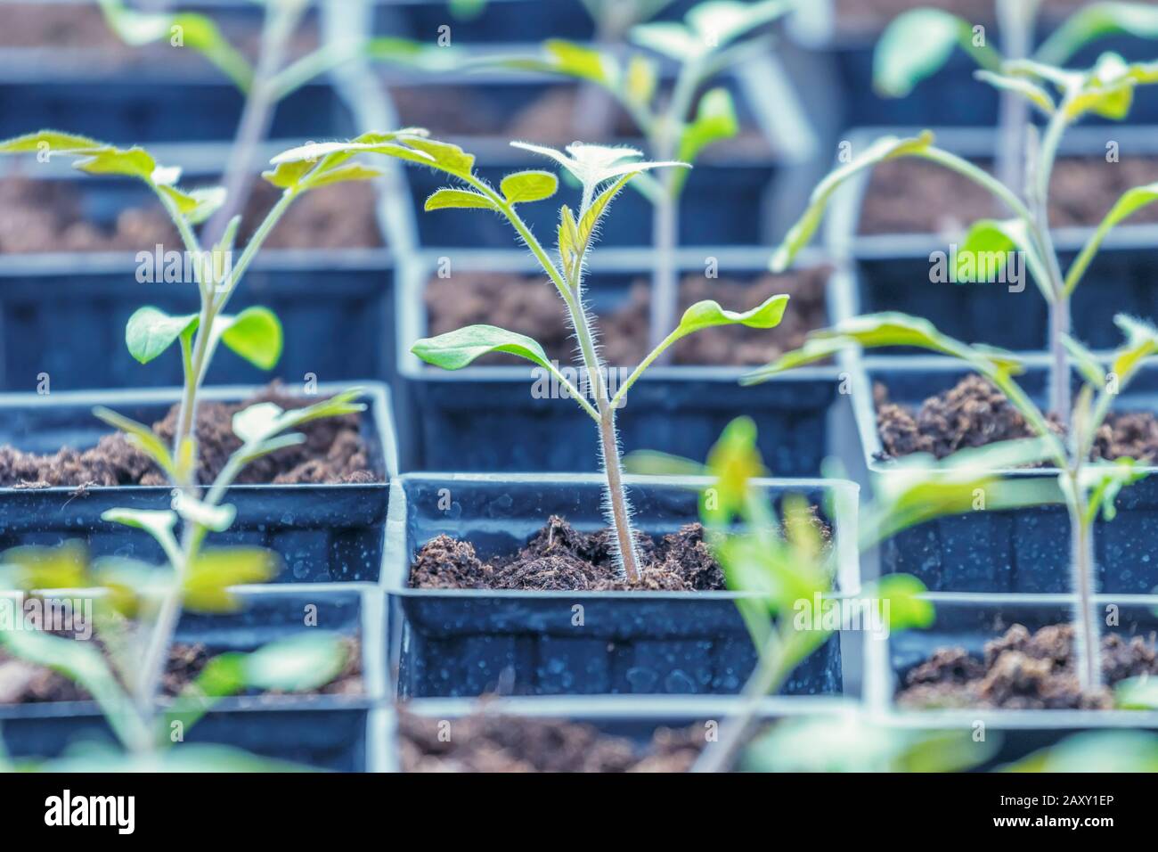 Tomato Sprouts Greenhouse, Sprouted Tomato, Potted Tomato Seedlings ...