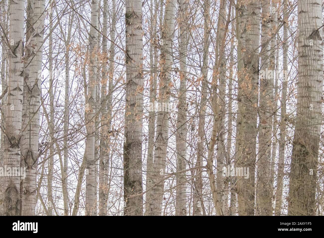Poplar trees trunks natural background Stock Photo - Alamy