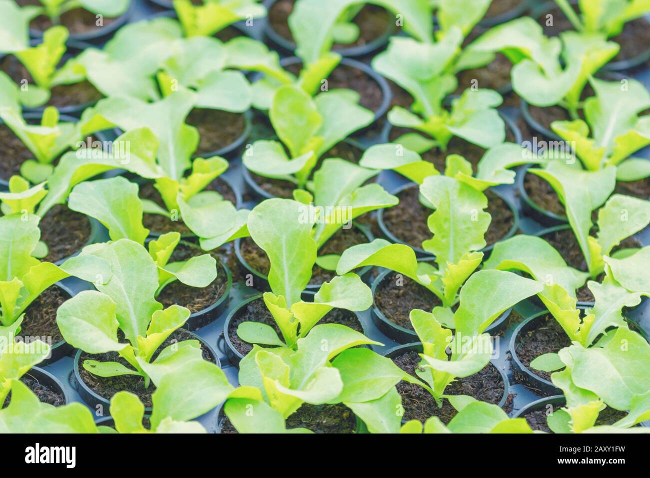 Lettuce Hydroponic farm. Lettuce Sprouts. Green Young Lettuce Plants ...