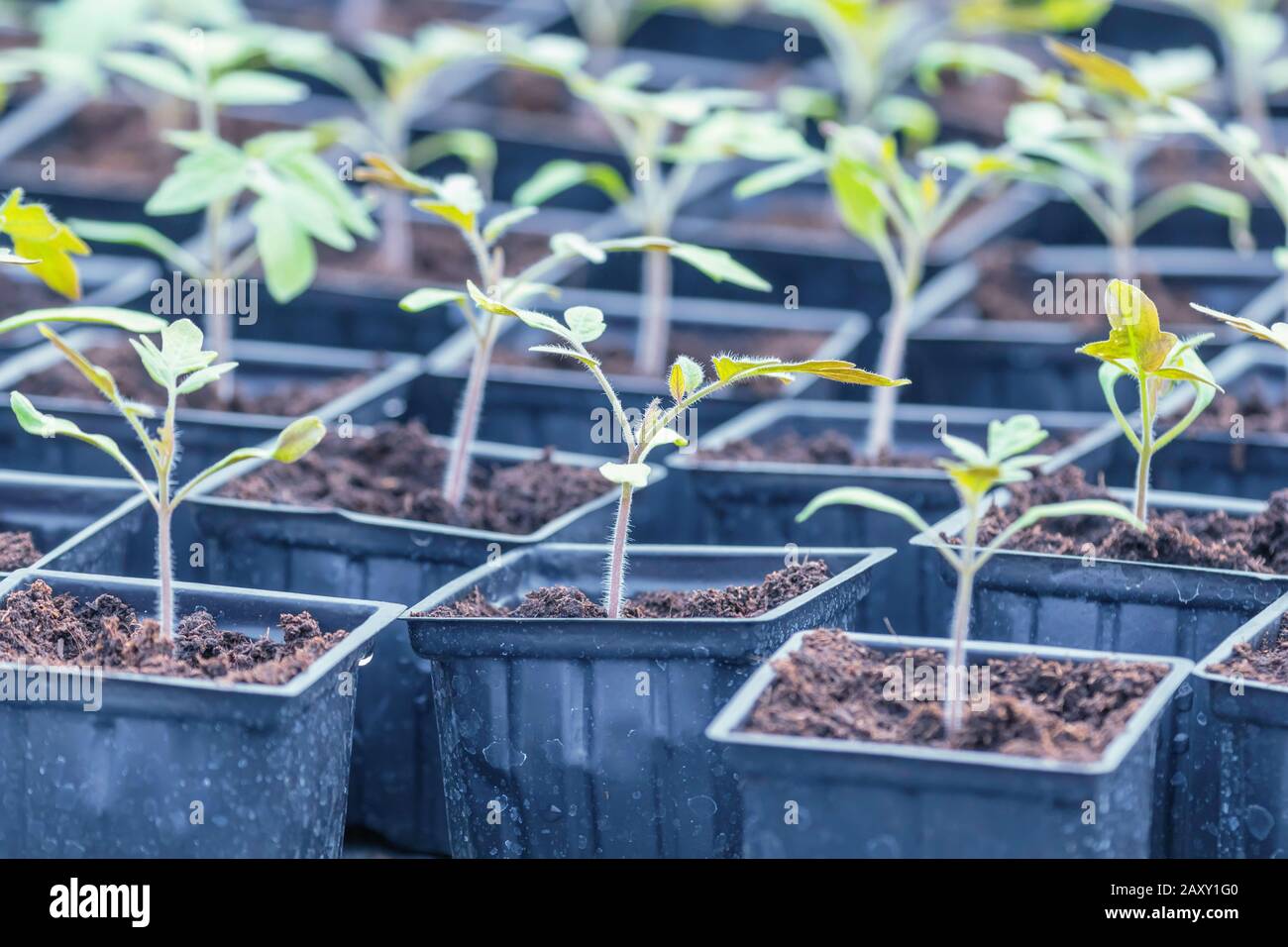 Tomato Sprouts Greenhouse, Sprouted Tomato, Potted Tomato Seedlings ...