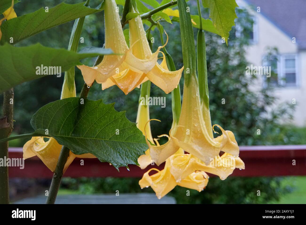 Yellow Angels High Resolution Stock Photography and Images - Alamy