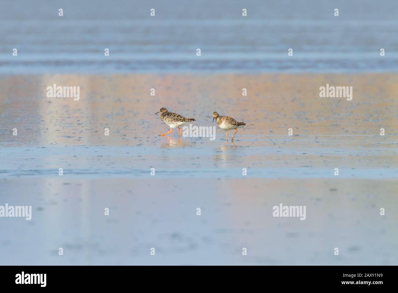 Ruff water bird (Philomachus pugnax) Ruff in water Stock Photo - Alamy