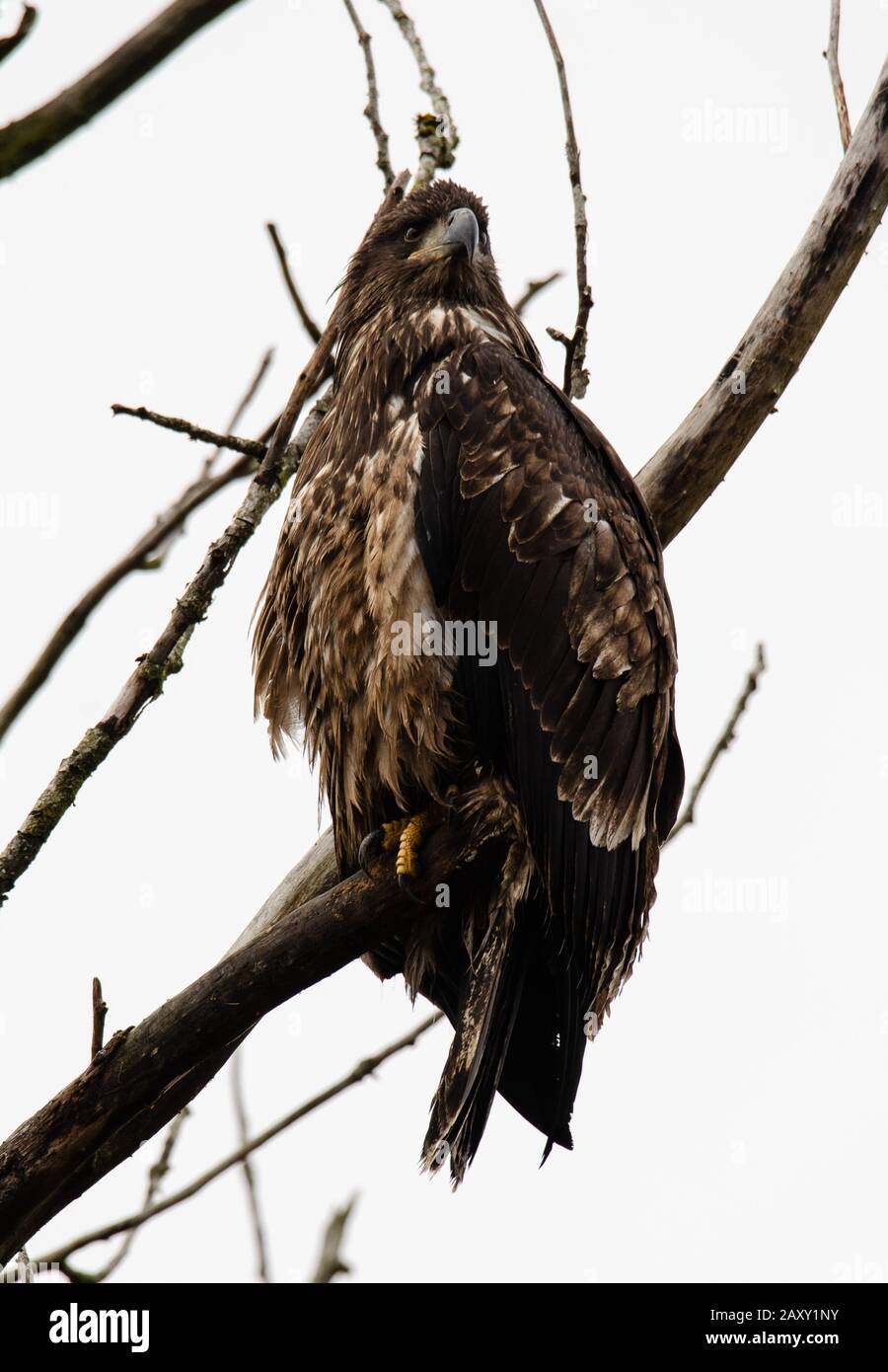 Raptor eagle hi-res stock photography and images - Alamy