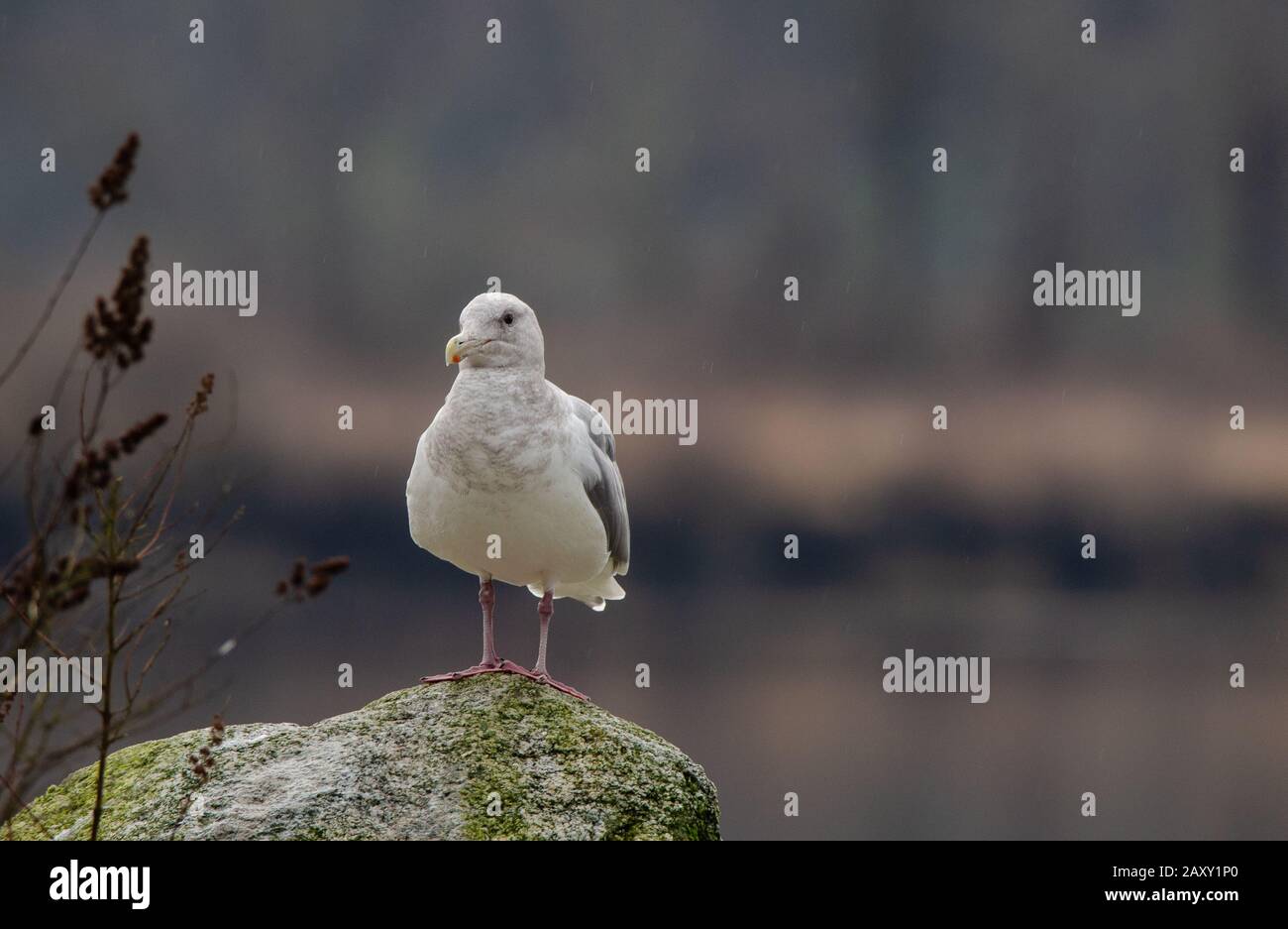 Lone seagull on rock hi-res stock photography and images - Alamy