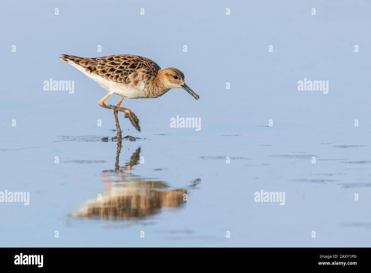 Ruff water bird (Philomachus pugnax) Ruff in water Stock Photo - Alamy