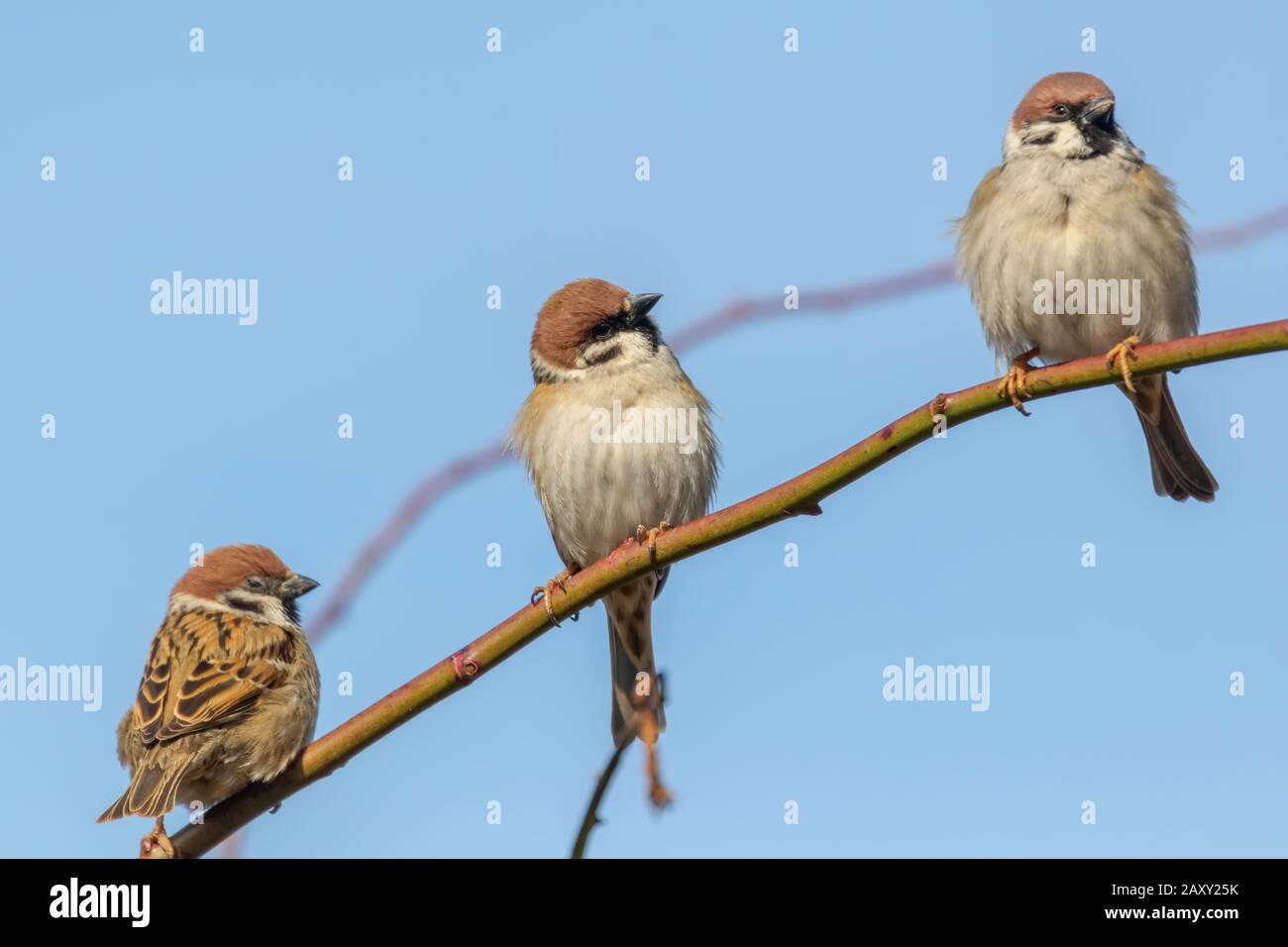 The red sparrows hi-res stock photography and images - Alamy