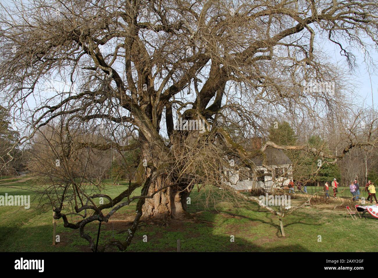 Osage orange tree hi-res stock photography and images - Alamy