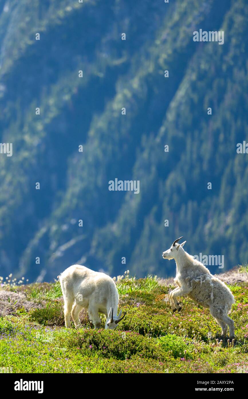 Goat attack hi-res stock photography and images - Alamy
