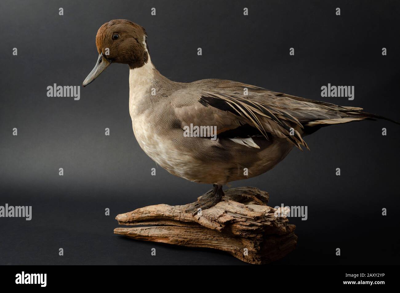 Northern Pintail Duck Mounts