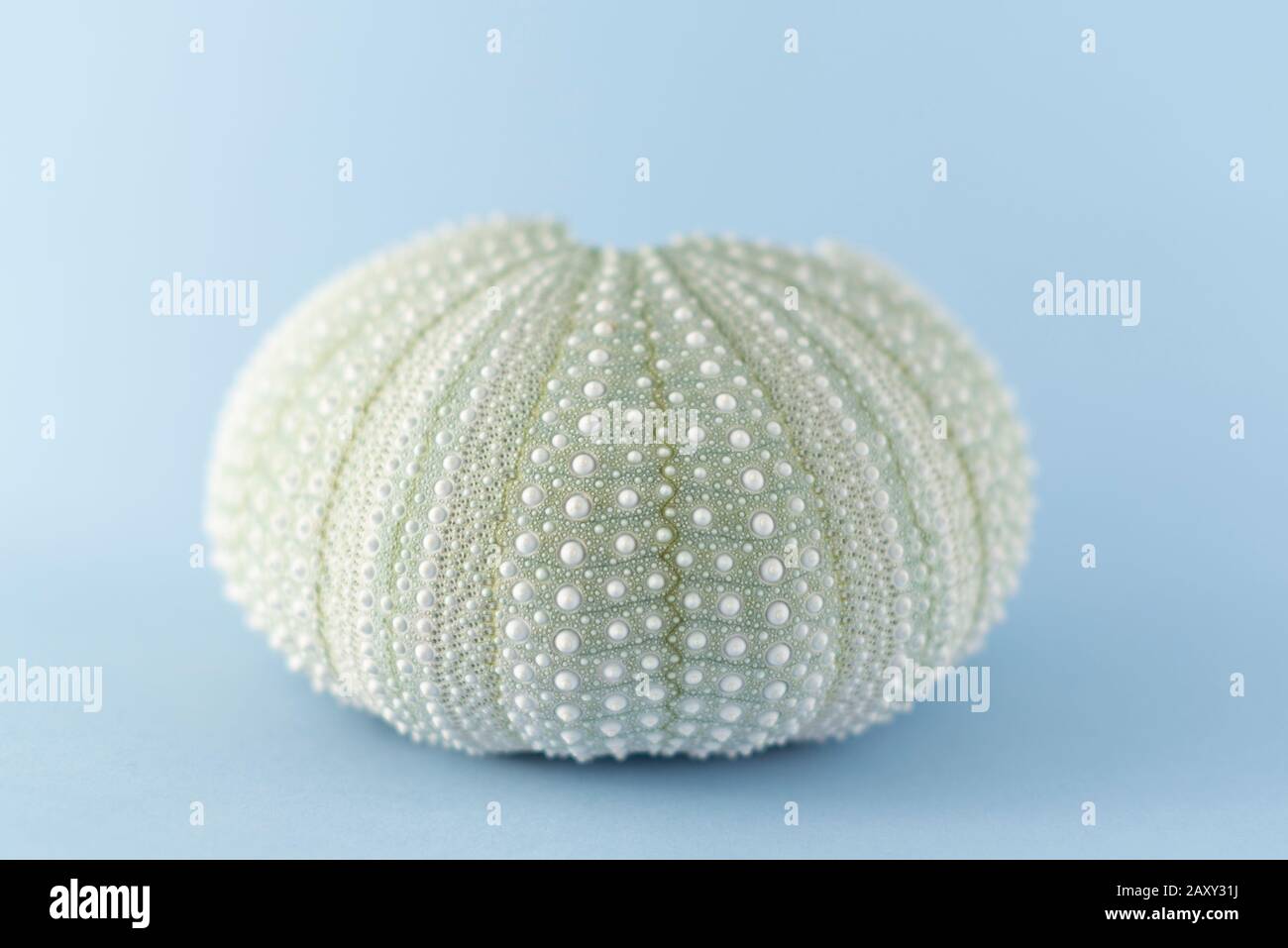 Kina shell hi-res stock photography and images - Alamy