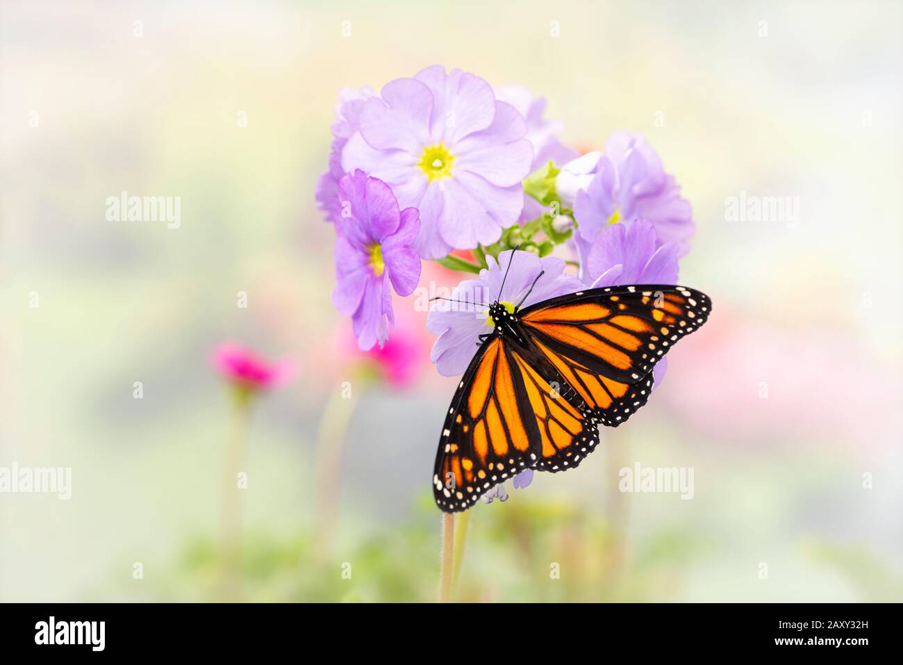 Top view of a female monarch butterfly (Danaus plexippus) feeding in a ...