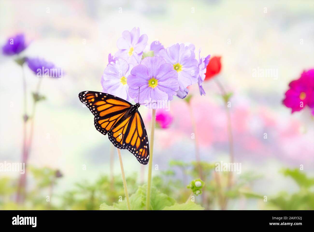 Monarch butterfly top view hi-res stock photography and images - Alamy