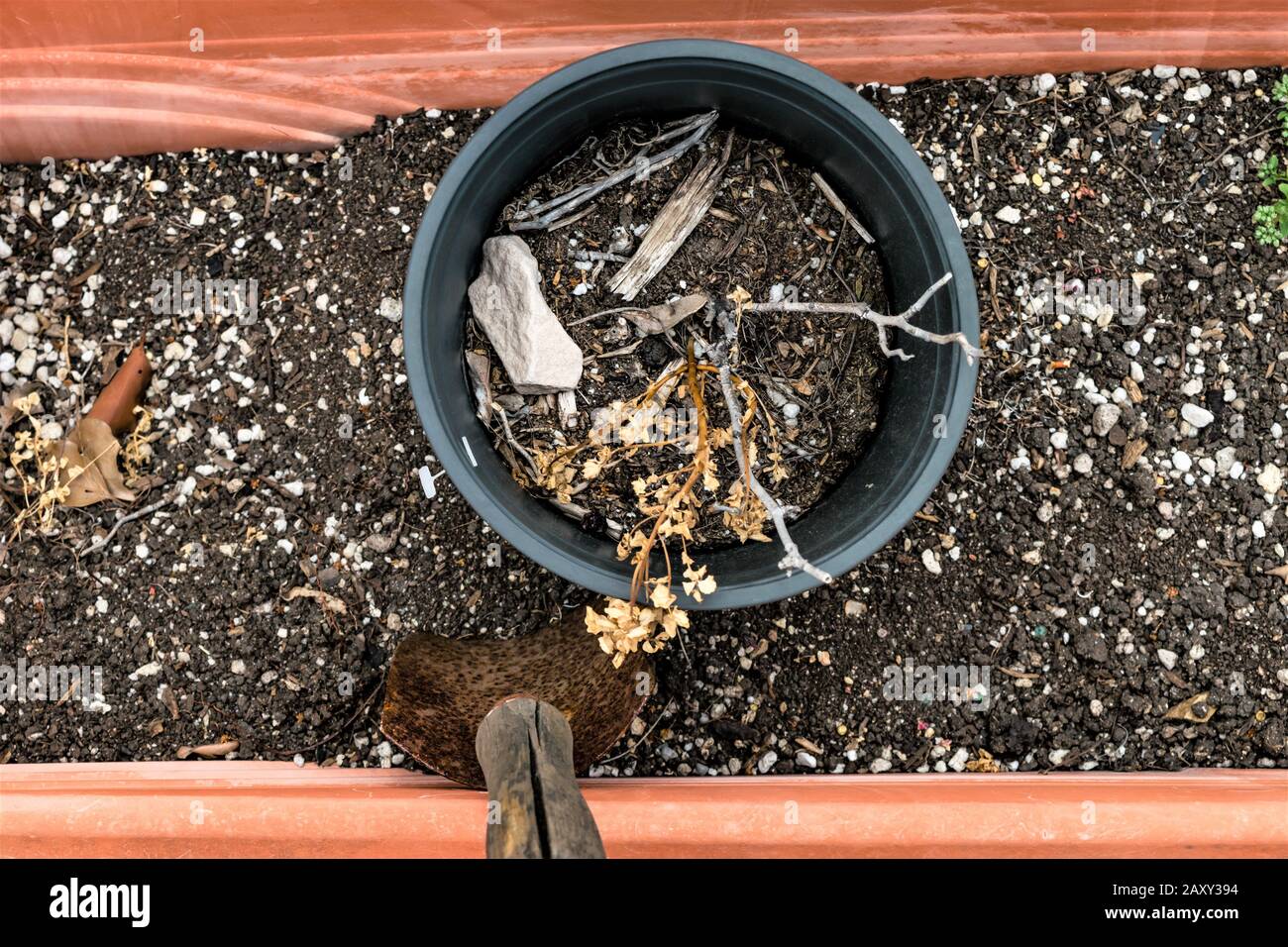 Top view of dead plant in pot and rusted shovel Stock Photo - Alamy