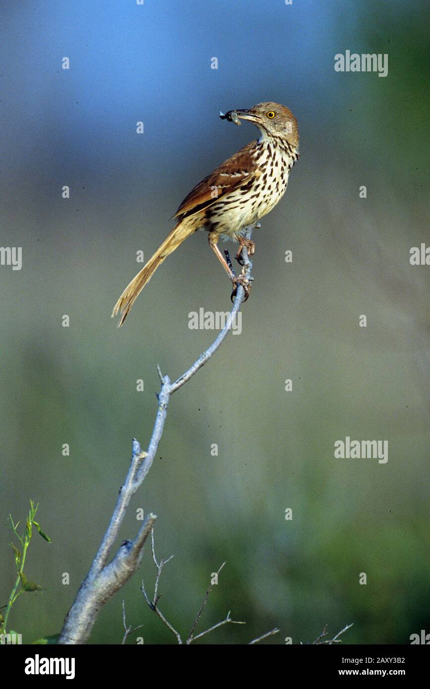 Thrasher thrashers birds hi-res stock photography and images - Alamy