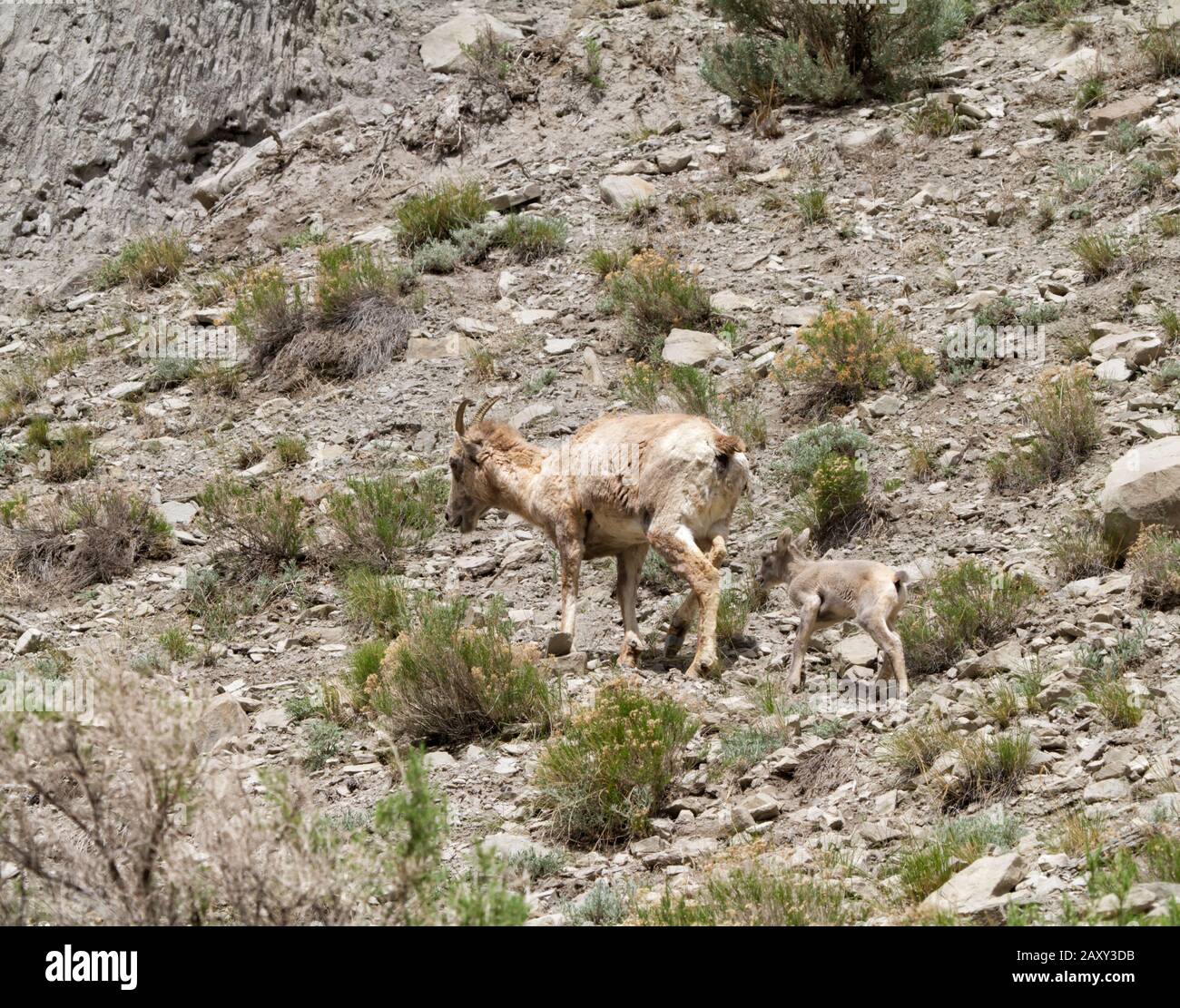 Mom sheep with baby lamb hi-res stock photography and images - Alamy