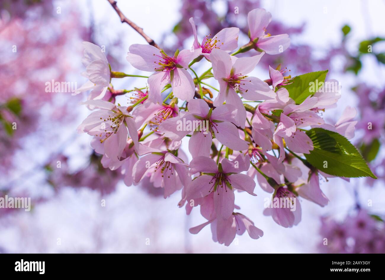 Sakura bloom hi-res stock photography and images - Alamy