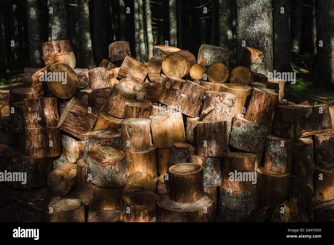 Pile of tree stumps hi-res stock photography and images - Alamy