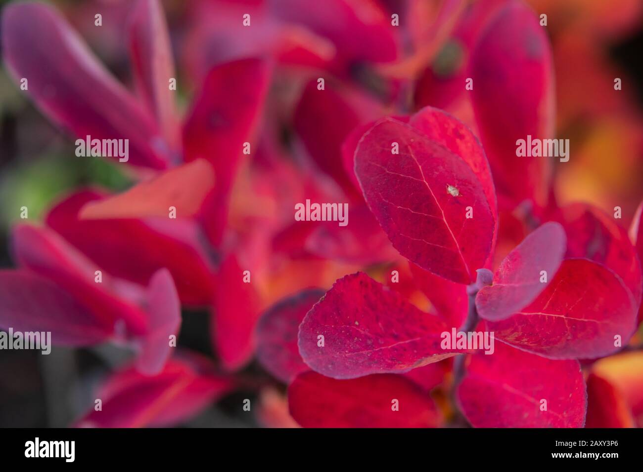 Huckleberry bush hi-res stock photography and images - Alamy