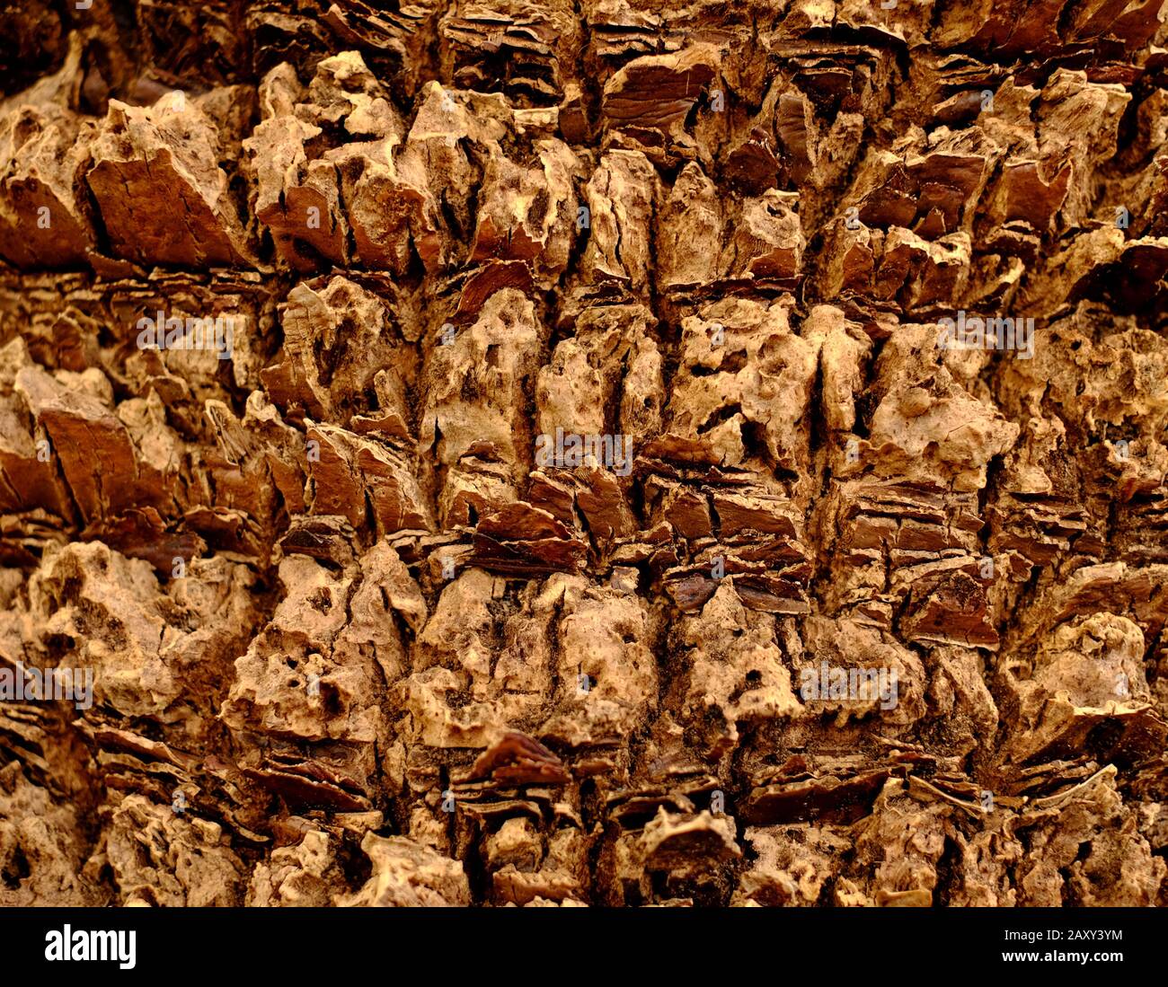 Palm tree bark, natural eco-friendly material for design and industry ...