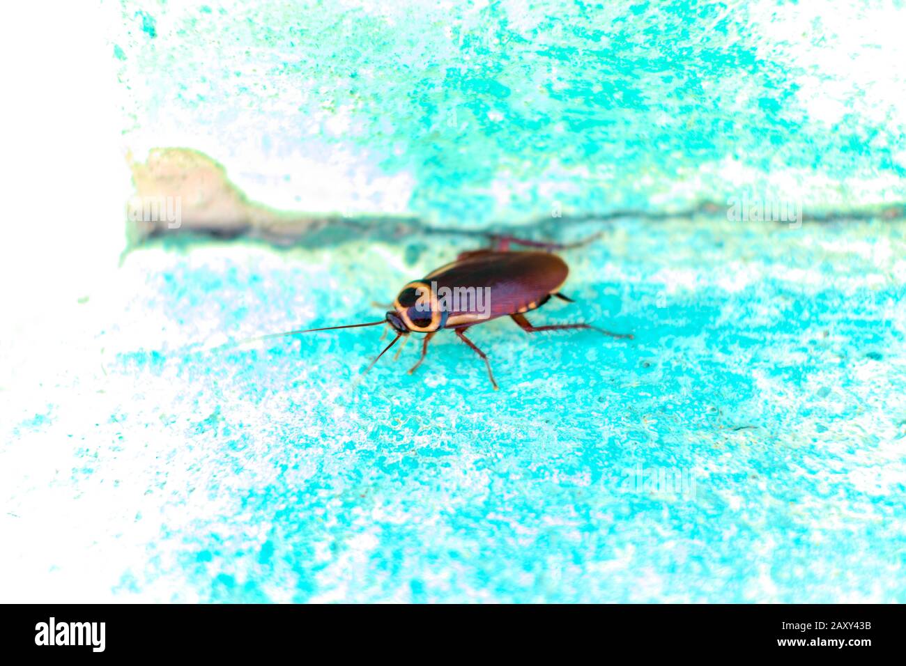 Big brown insect, American cockroach (Periplaneta americana) on light ...