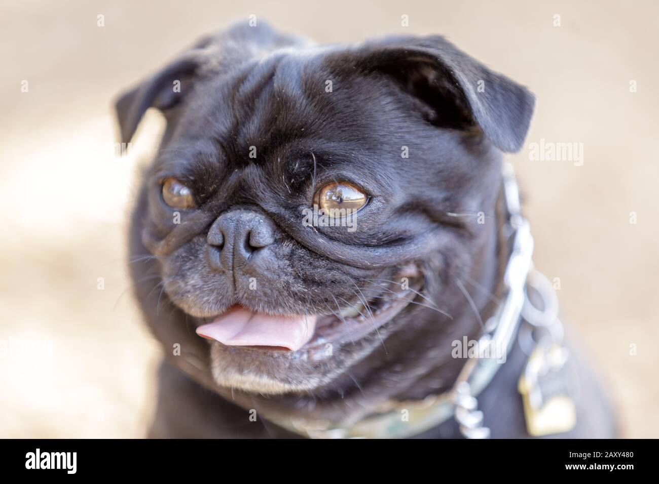 Black Pugs With Blue Eyes