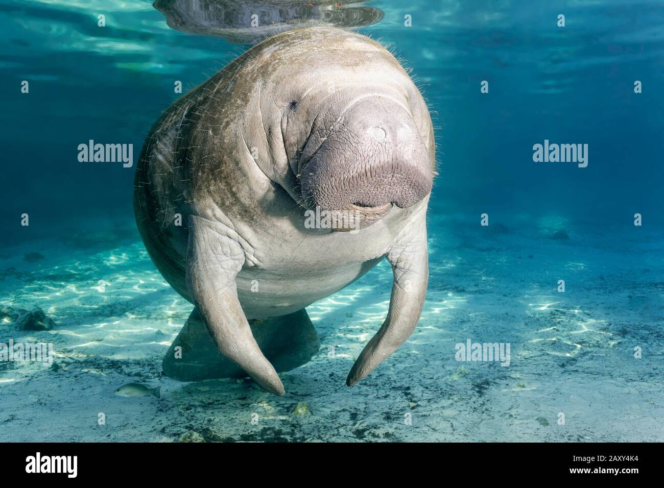 West Indian manatee (Trichechus manatus), female, cow, Three Sisters ...