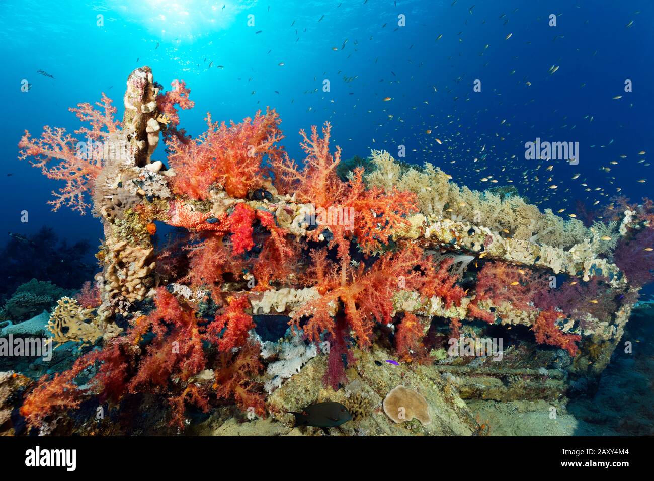 Shipwreck Yolanda overgrown with Klunzinger's Soft Corals ...