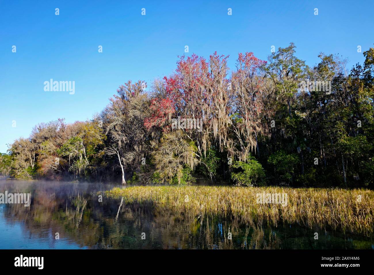 River landscape with reeds, trees with Spanish moss or (Tillandsia ...