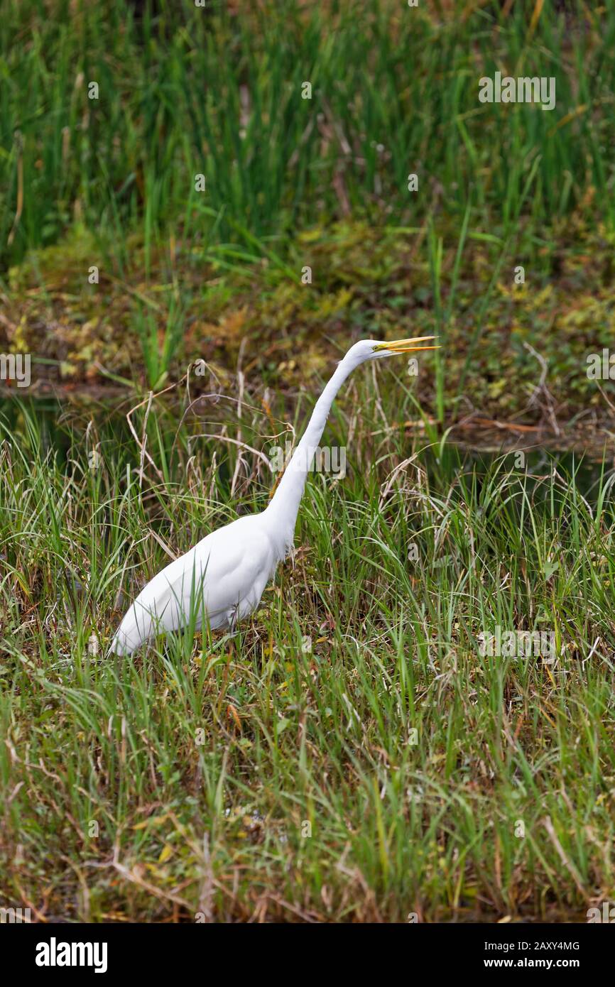 Great white egret ardea alba in reeds foraging hi-res stock photography ...