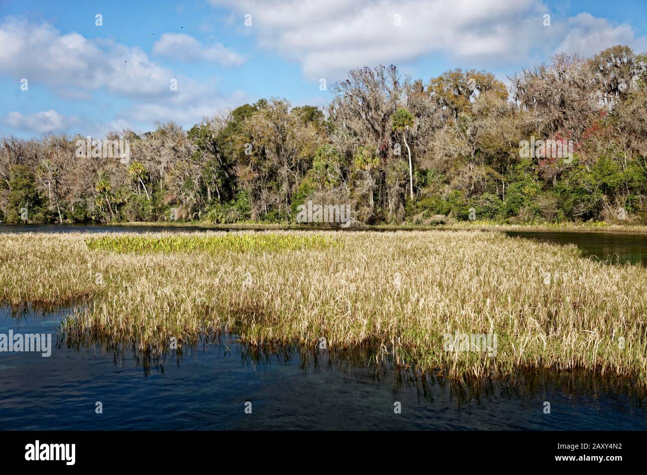 River landscape, reeds, trees with Spanish moss or (Tillandsia ...