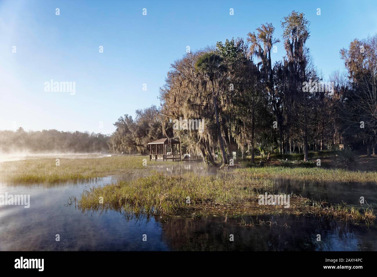 River landscape with reeds, landing stage, trees with Spanish moss or ...