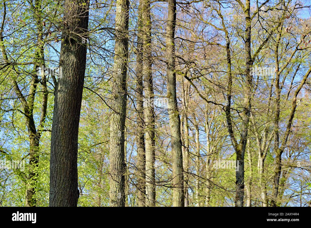 Common beeches (Fagus sylvatica) and Oaks (Quercus) with fresh leaf ...