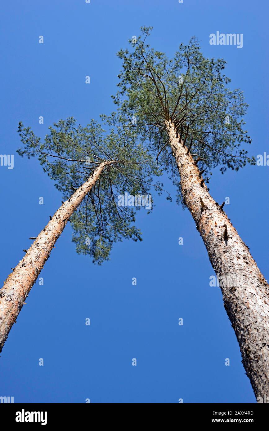 Pines (Pinus), view into the treetops, blue sky, North Rhine-Westphalia ...