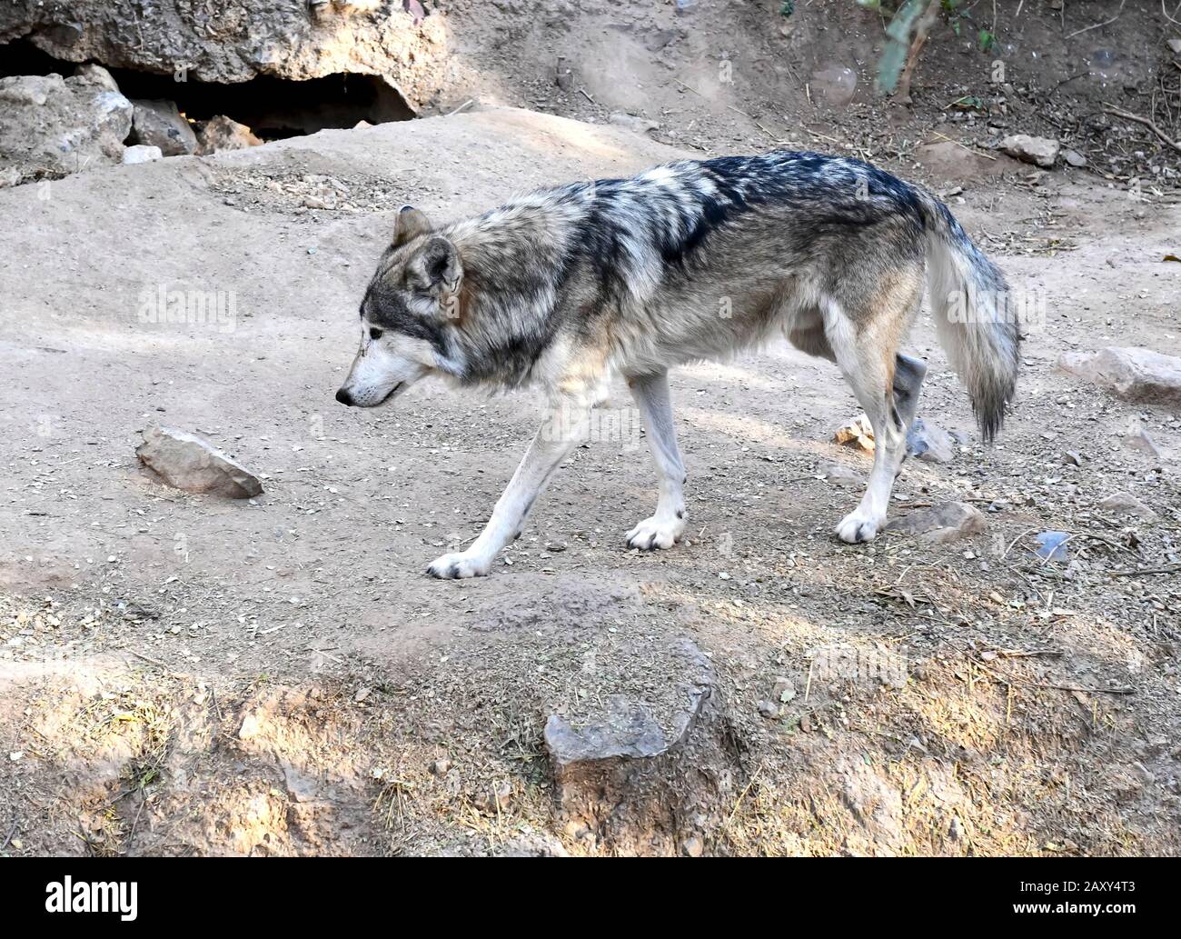 The rare endangered species Mexican Gray Wolf, native to Mexico and ...