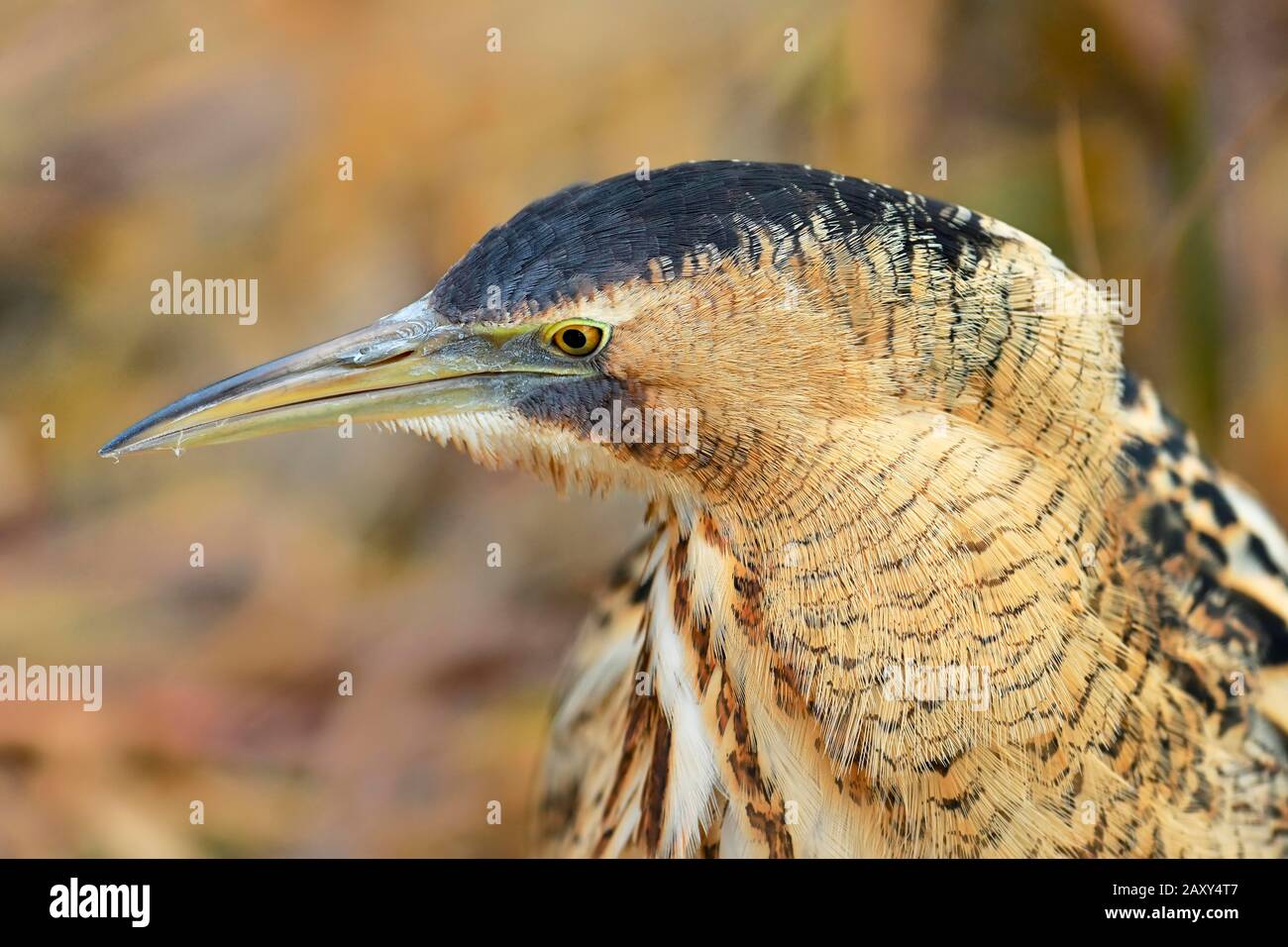 Eurasian bittern (Botaurus stellaris), animal portrait, Switzerland ...