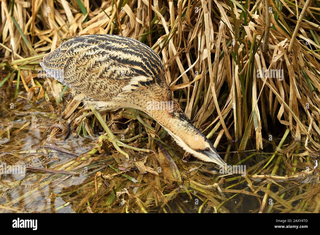 Eurasian bittern (Botaurus stellaris), foraging, Switzerland Stock ...