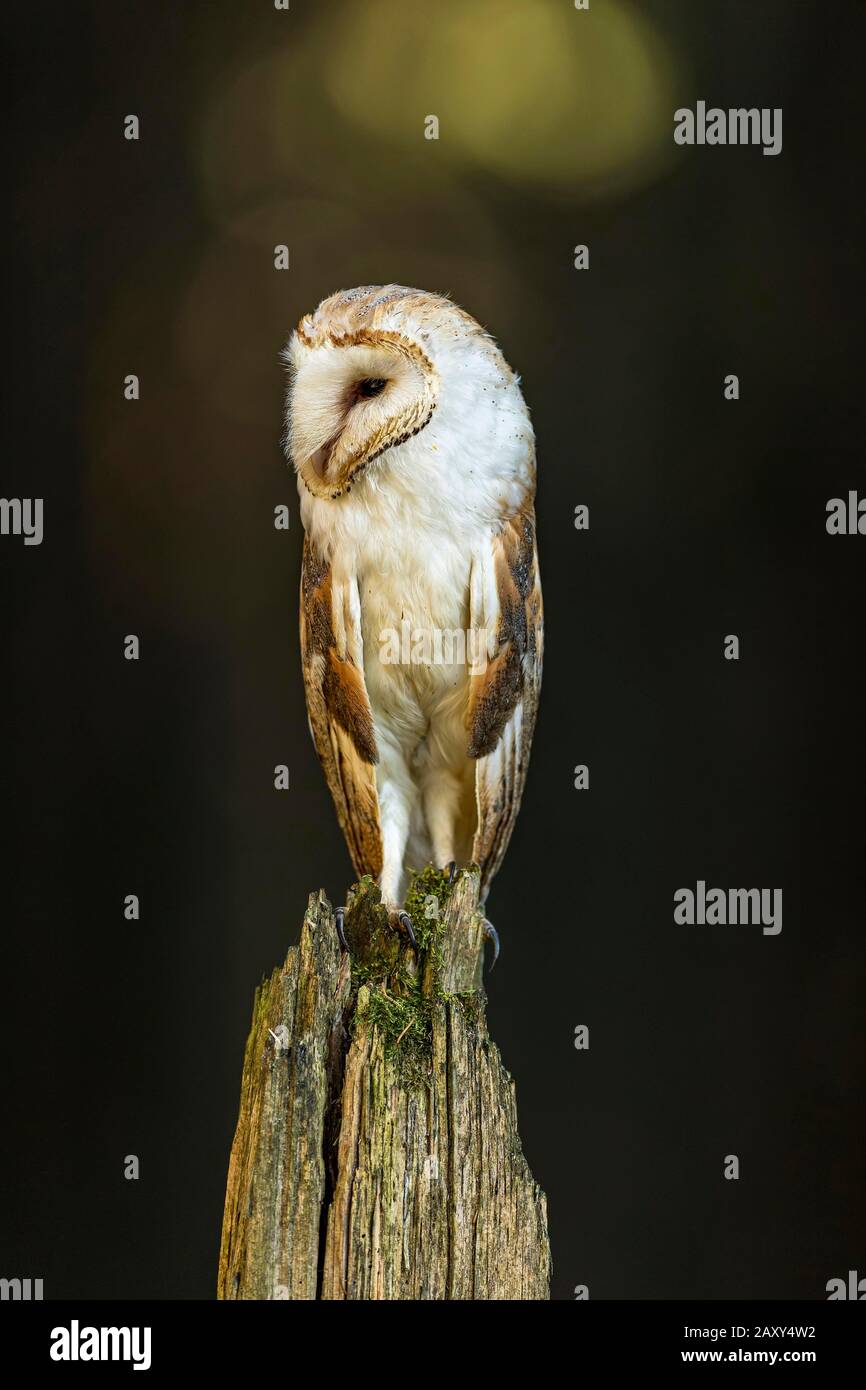 Common barn owl (Tyto alba), standing on dead tree stump, captive ...