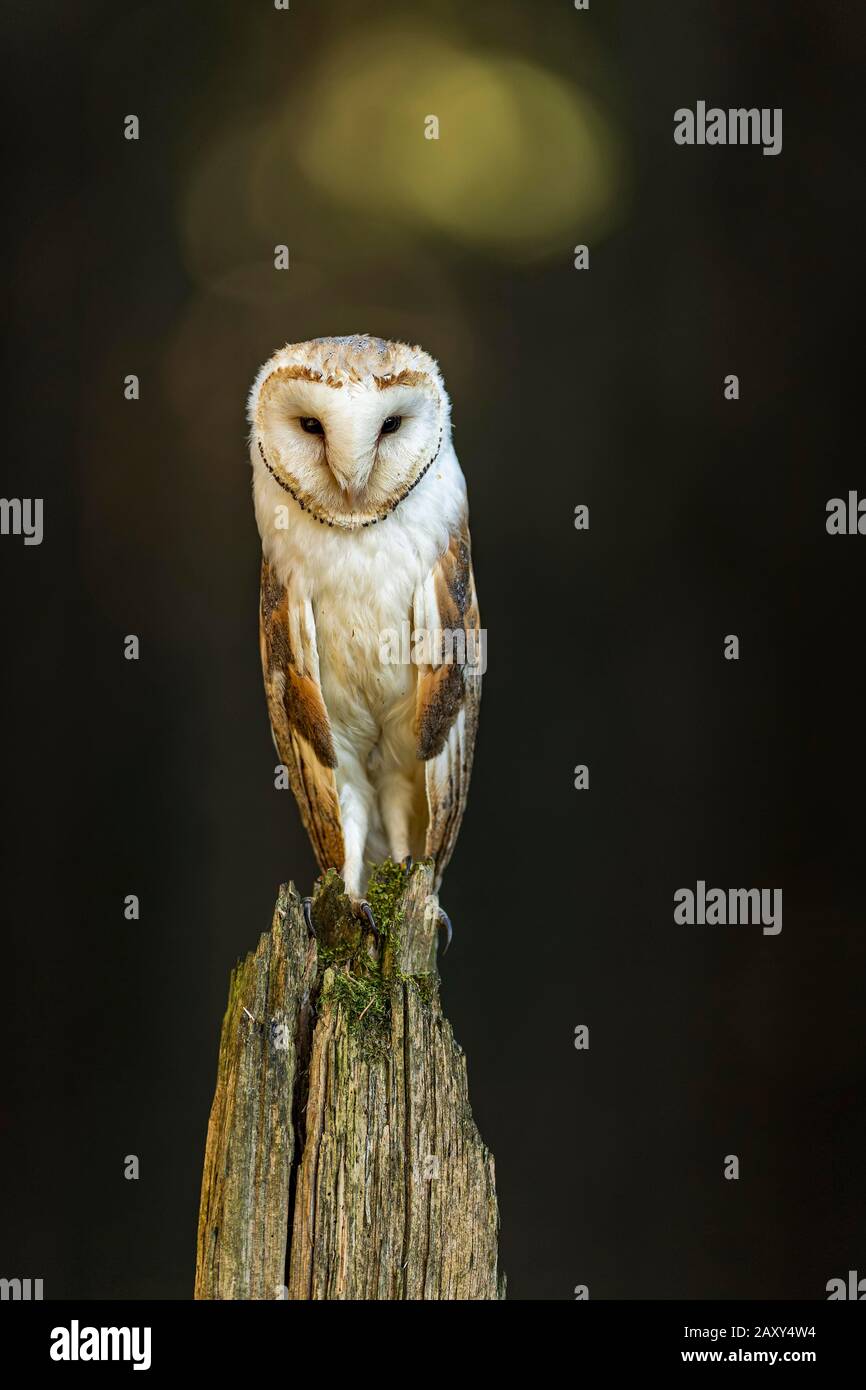 Common barn owl (Tyto alba), standing on dead tree stump, captive ...