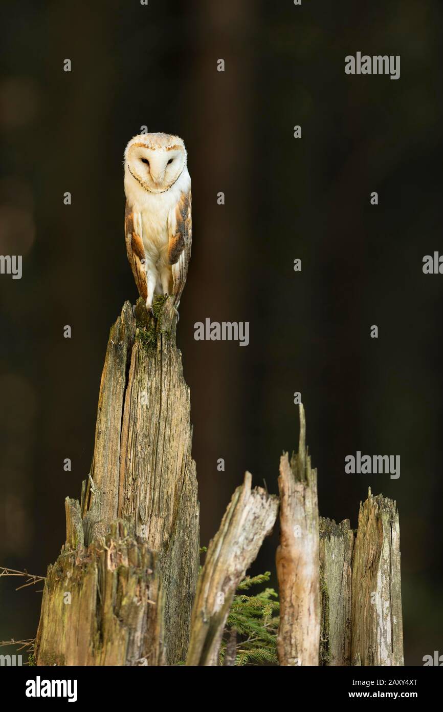 Common barn owl (Tyto alba), standing on dead tree stump, captive ...
