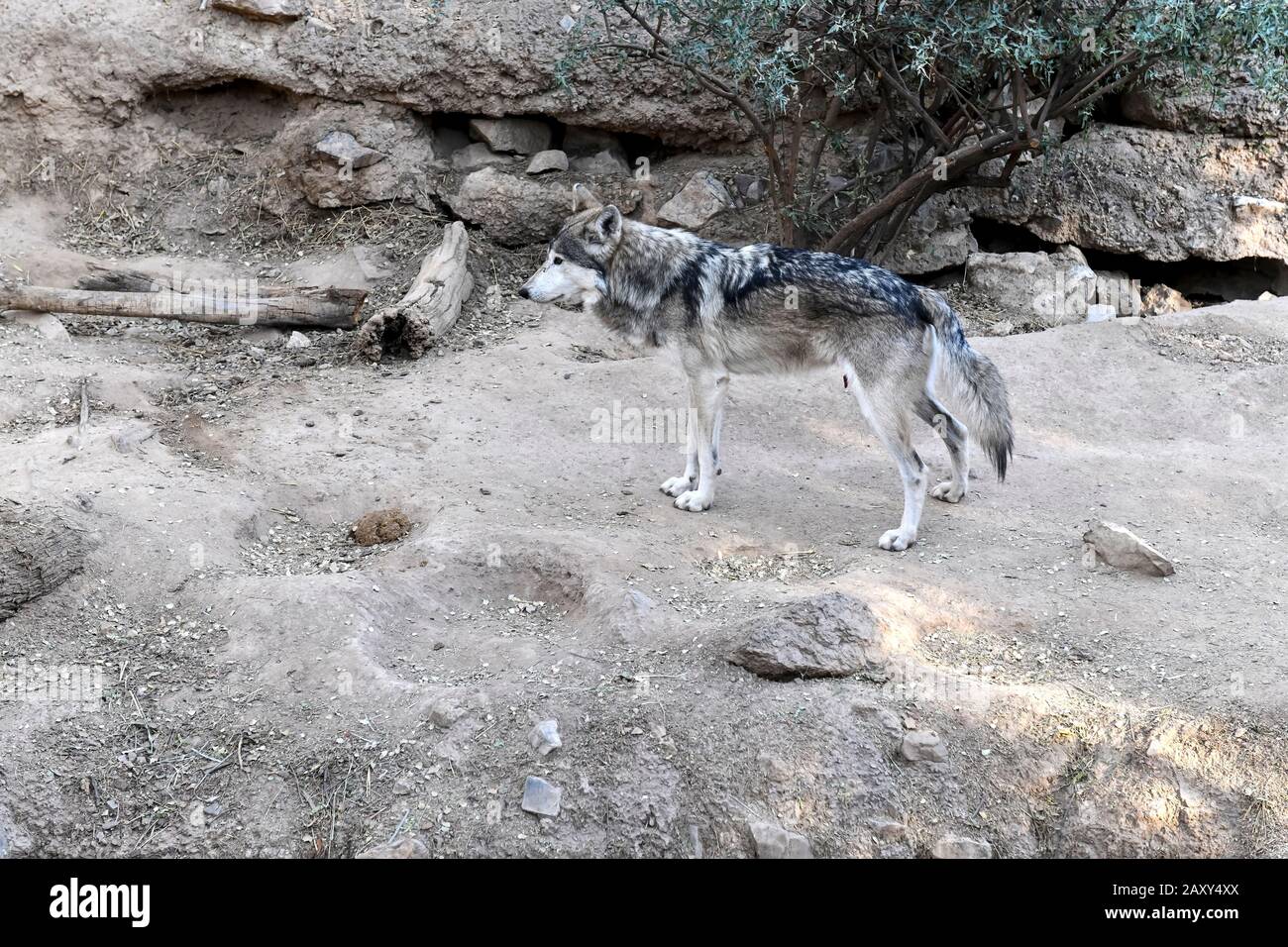 The rare endangered species Mexican Gray Wolf, native to Mexico and ...