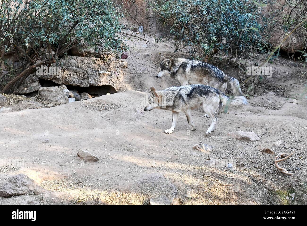 The rare endangered species Mexican Gray Wolf, native to Mexico and ...
