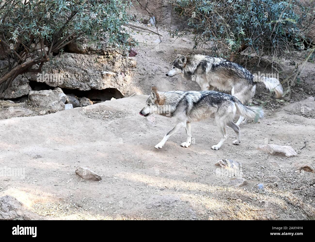 The rare endangered species Mexican Gray Wolf, native to Mexico and ...