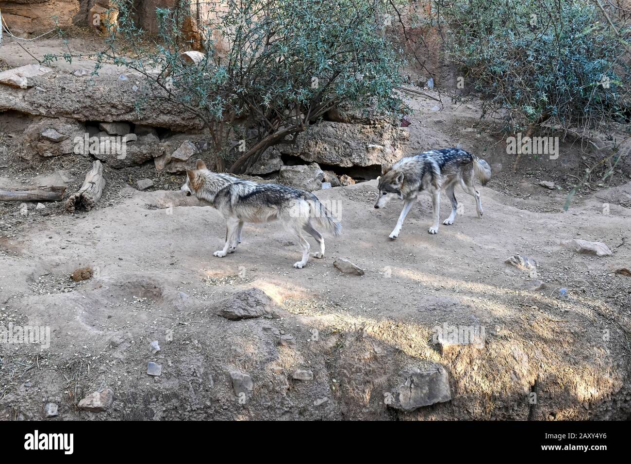 The rare endangered species Mexican Gray Wolf, native to Mexico and ...
