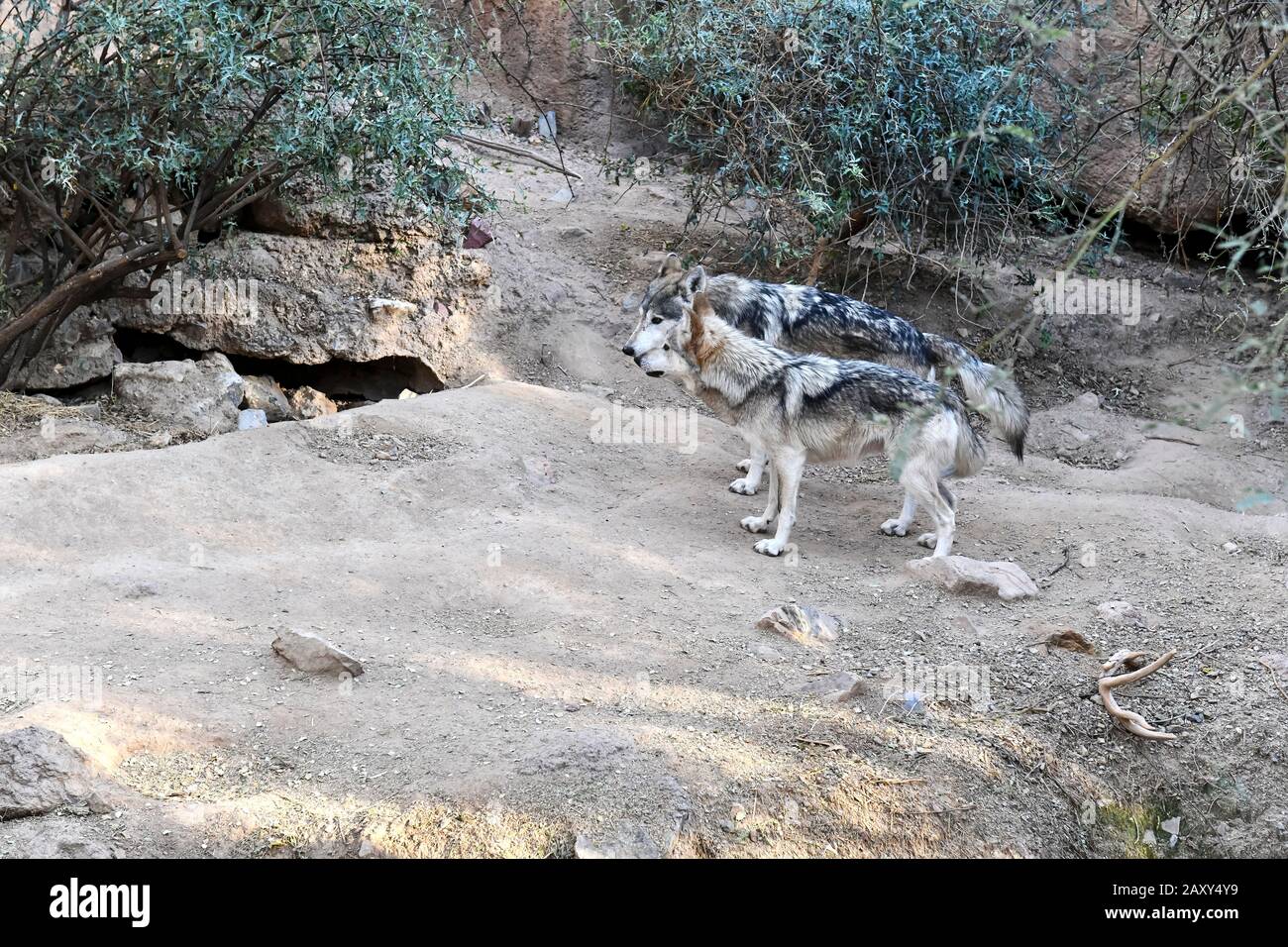 The rare endangered species Mexican Gray Wolf, native to Mexico and ...