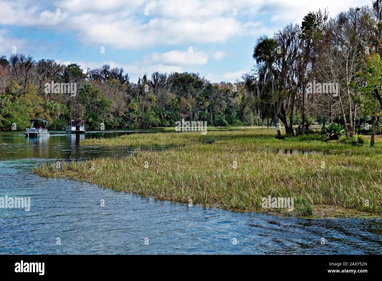 River landscape, reeds, trees with Spanish moss or (Tillandsia ...