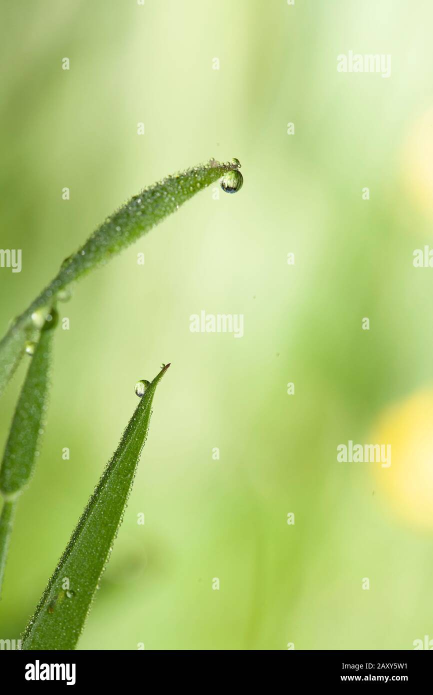 Zoomed in grass hi-res stock photography and images - Alamy
