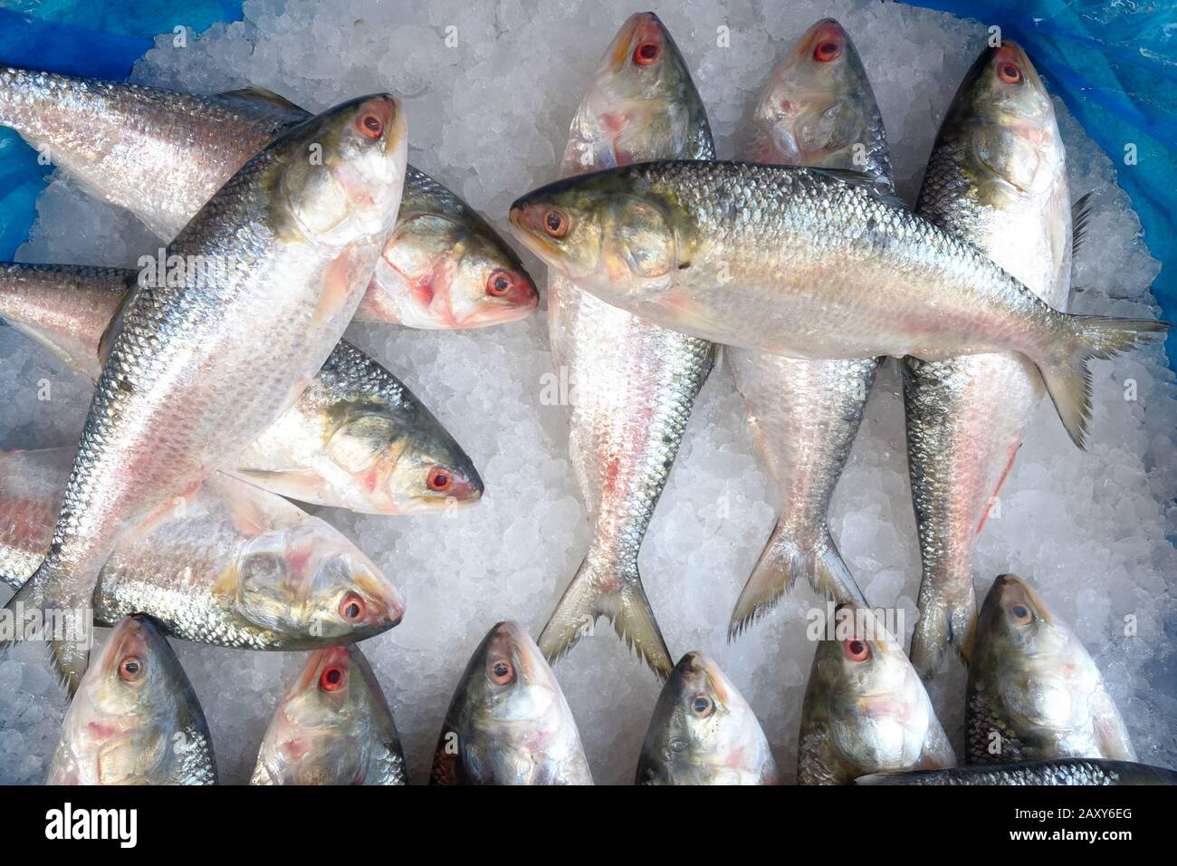 top view of sea fish display for sale Stock Photo - Alamy